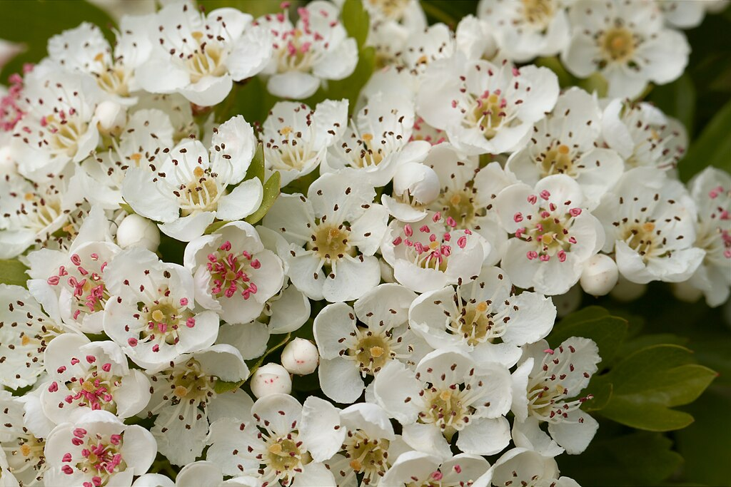Common Hawthorne (Crataegus monogyna) two 6 inch organic rooted ...