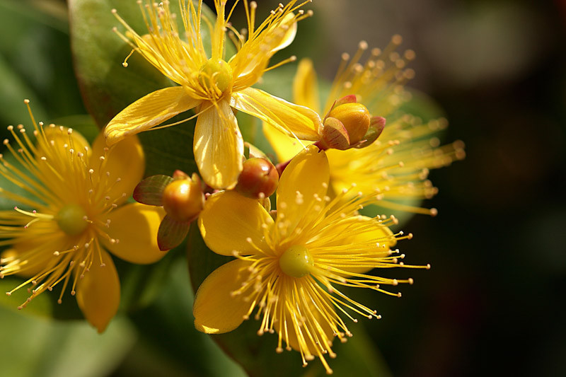 St. John’s Wort (Hypericum perforatum) 6 inch organic rooted seedling ...