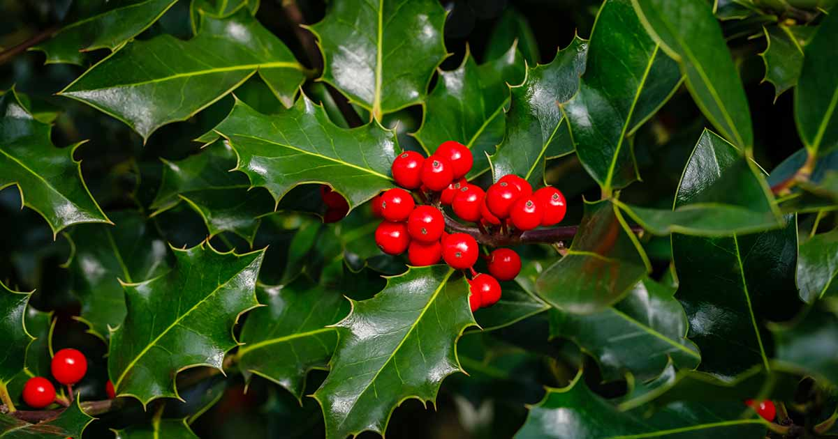 English Holly (Ilex aquifolium) two 6 inch organic rooted seedlings ...