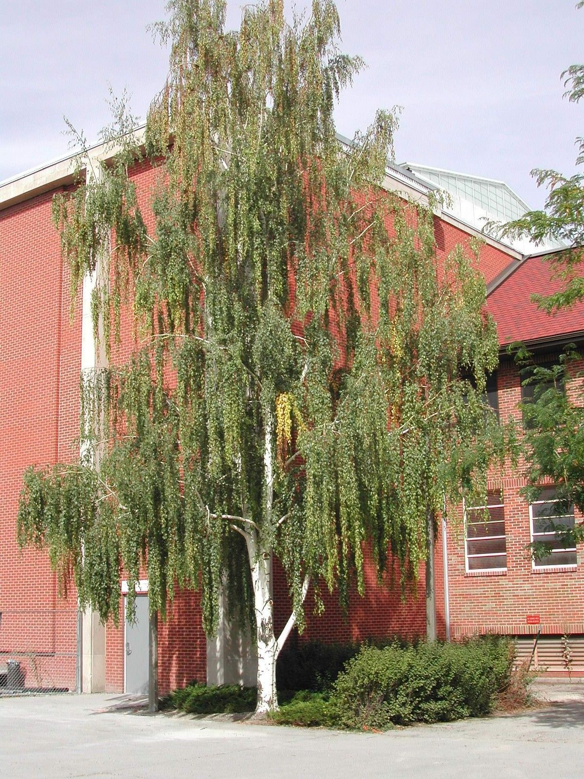 Silver Birch (Betula pendula) 12 inch organic rooted sapling ...