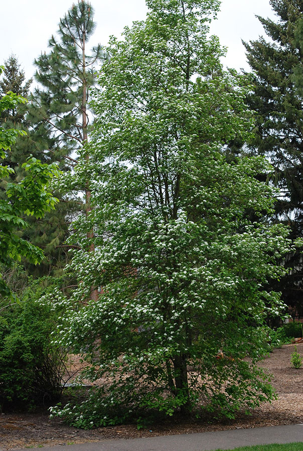 Black Hawthorn (Crataegus douglasii) two 6 inch organic rooted saplings ...