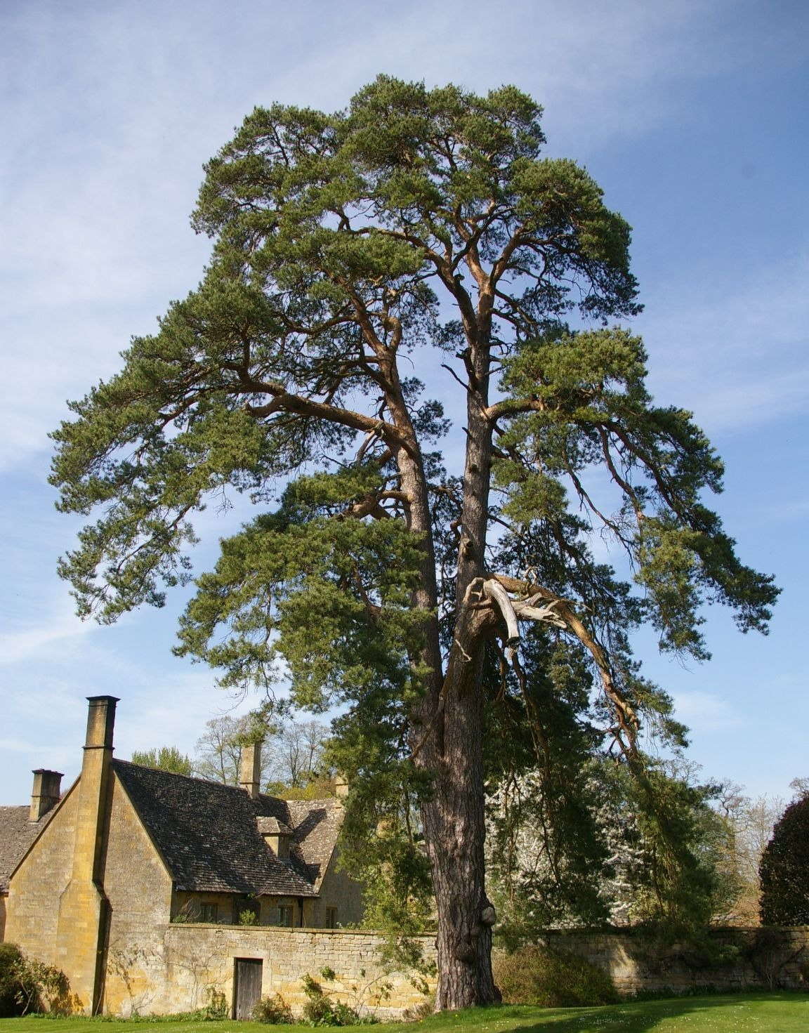 Scots Pine (Pinus sylvestris) 6 inch organic rooted sapling ...
