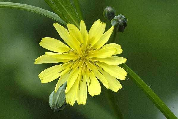 Nipplewort (Lapsana communis) 12 inch organic rooted seedling ...